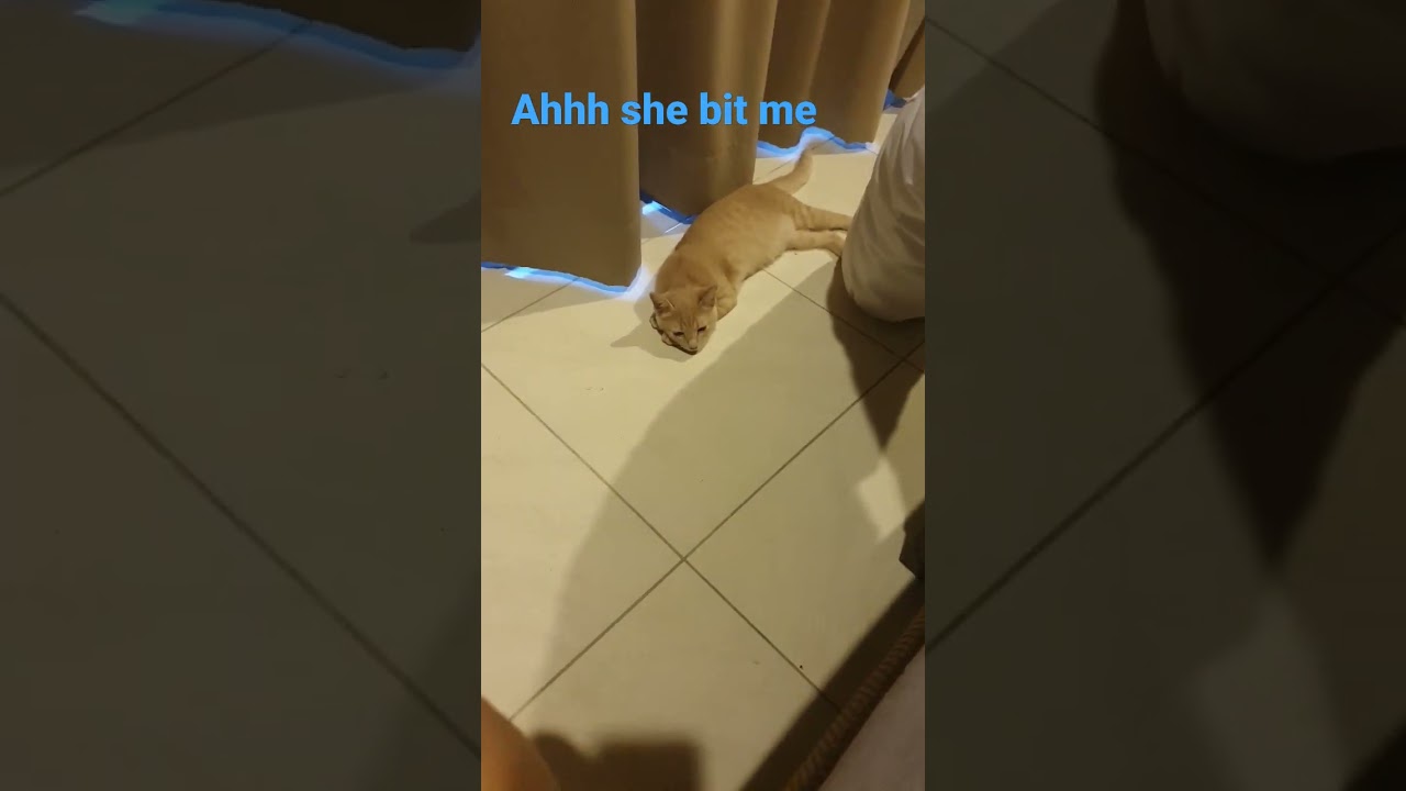 she bit me😅 - YouTube