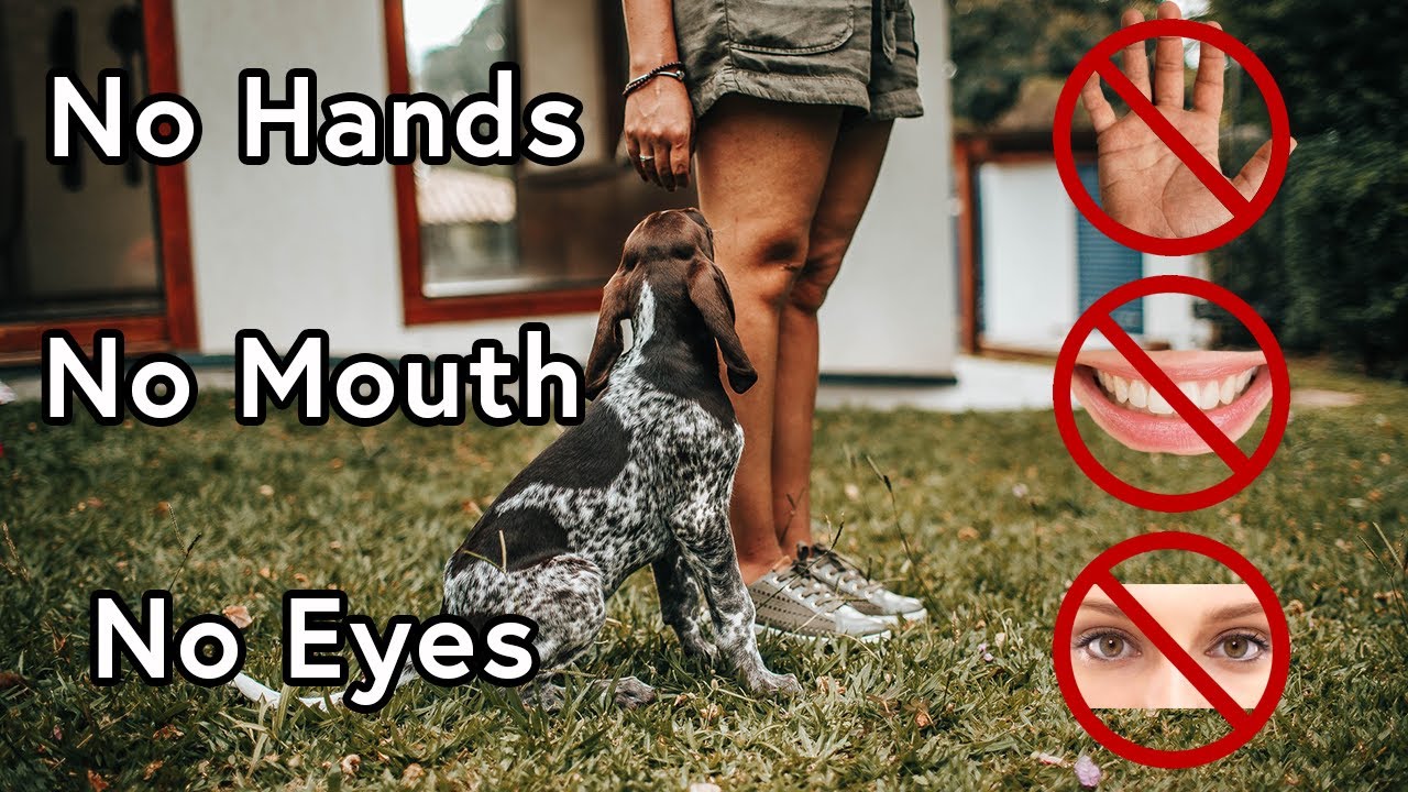 The 3 Rules For Greeting A Dog Properly - YouTube