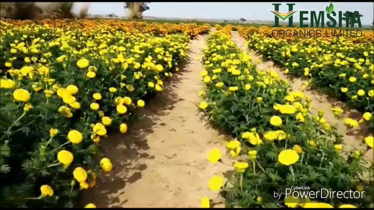 HEMSHA ORGANICS LIMITED - YouTube