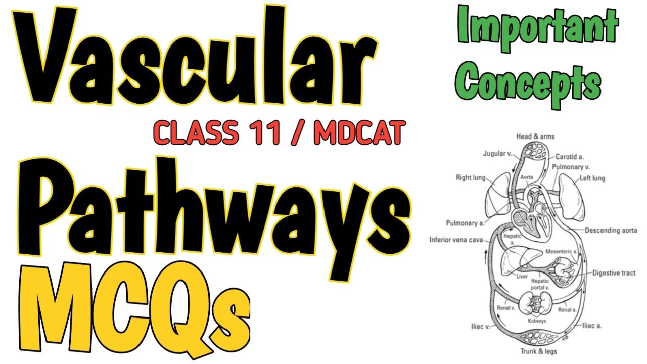 VASCULAR PATHWAYS | MCQS | CIRCULATION | BIOLOGY 11 and MDCAT | NEET ...