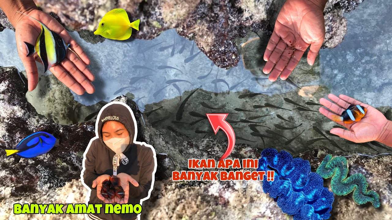 Menemukan banyak kerang lindung dan berbagai jenis clownfish dan anemon ...