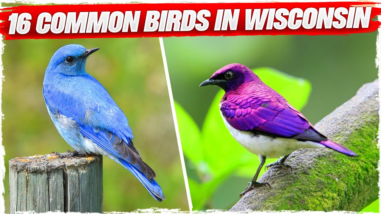 16 Common Birds in Wisconsin (with Pictures) - YouTube