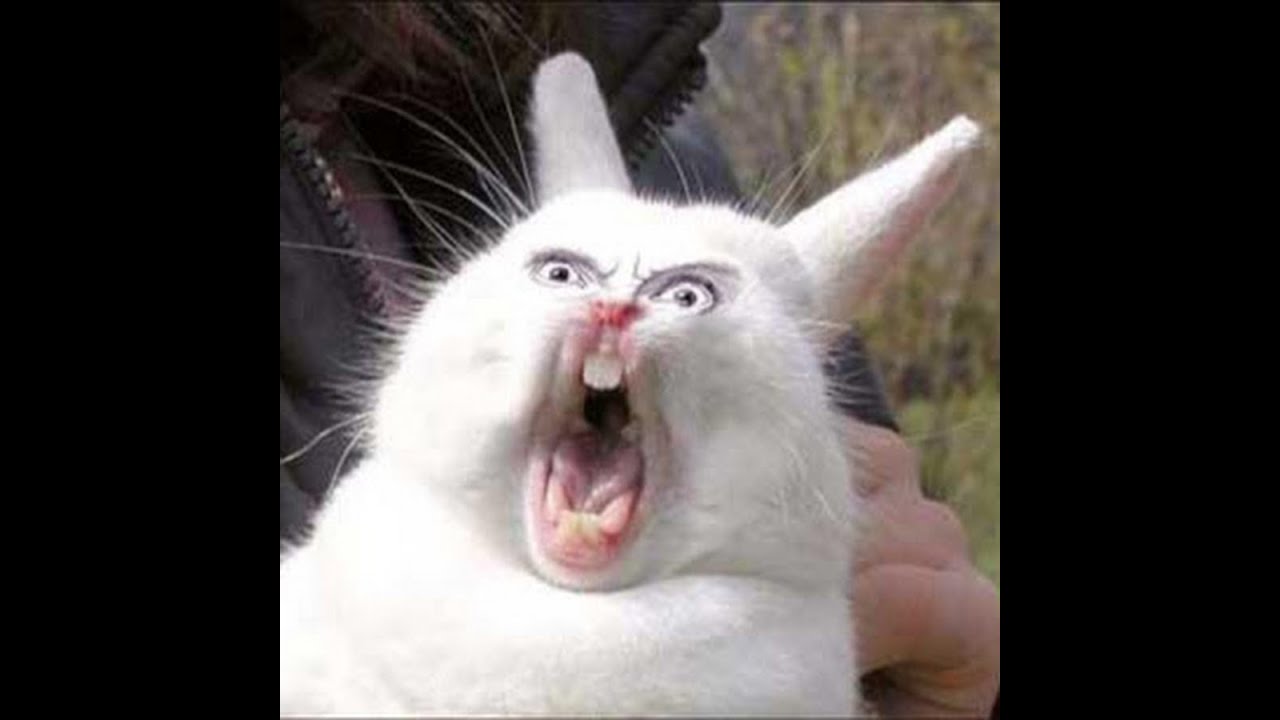 THE BEST FUNNY VIDEOS 2021 - YouTube