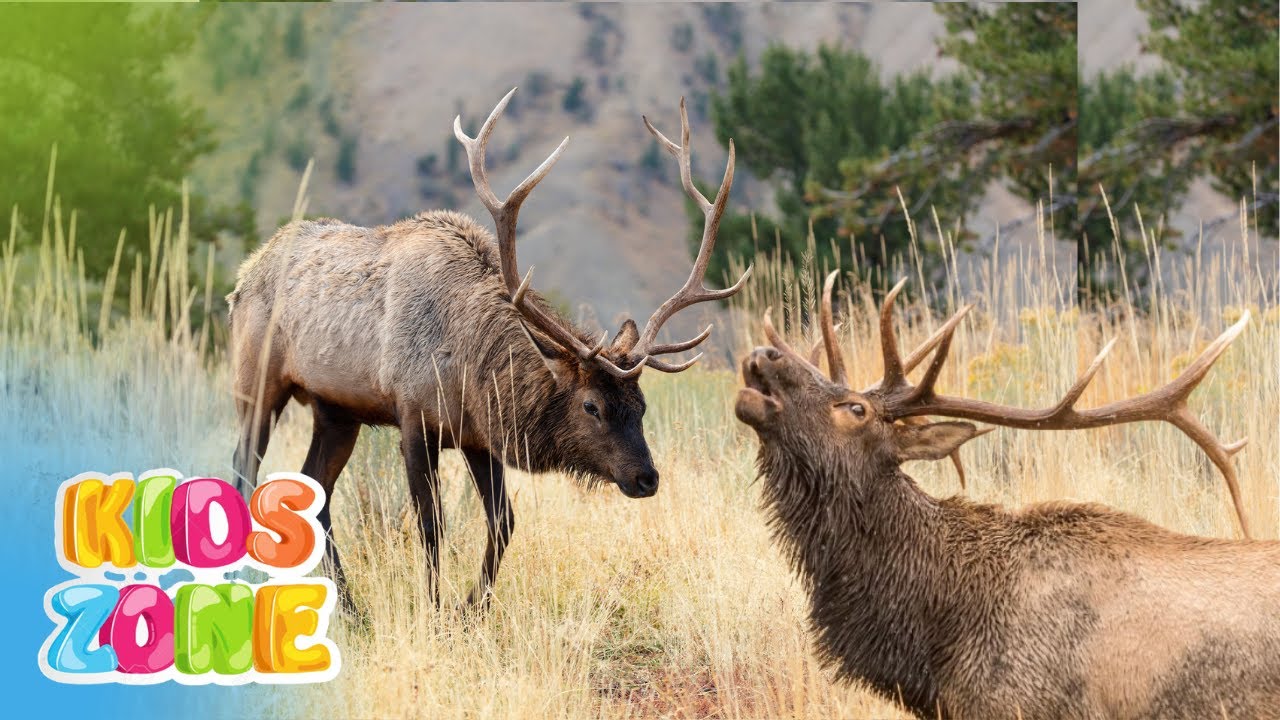Different Deer Types For Kids | Family Cervidae | 20 Types of Deer ...