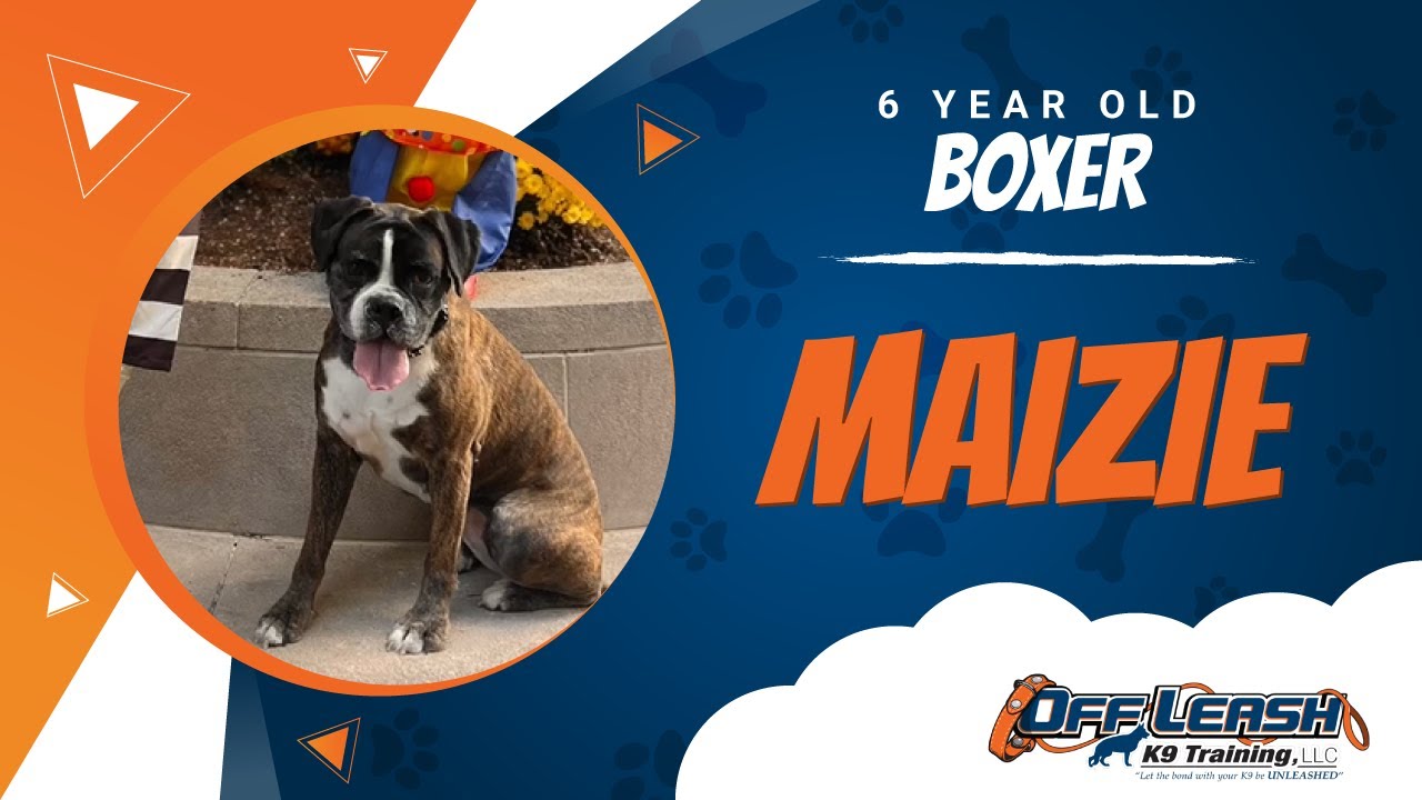 MAIZIE | 6 YEAR OLD | BOXER | NOVA | BEST DOG | ANY SIZE | AGE | BREED ...