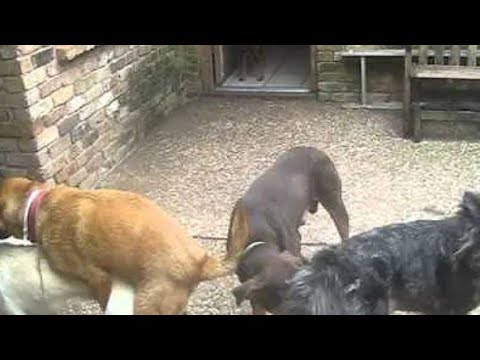 Comment fonctionne l'accouplement chez les chiens?Univers Canin - YouTube