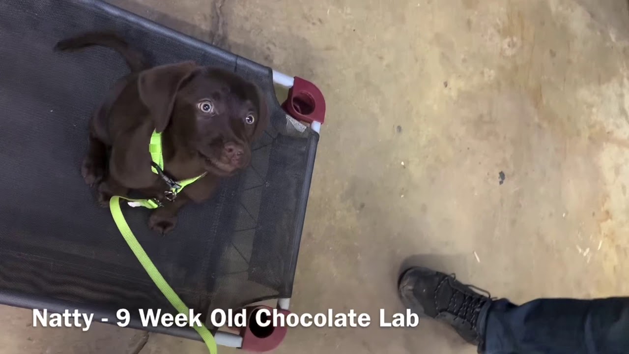 9 Week Old Chocolate Lab - YouTube
