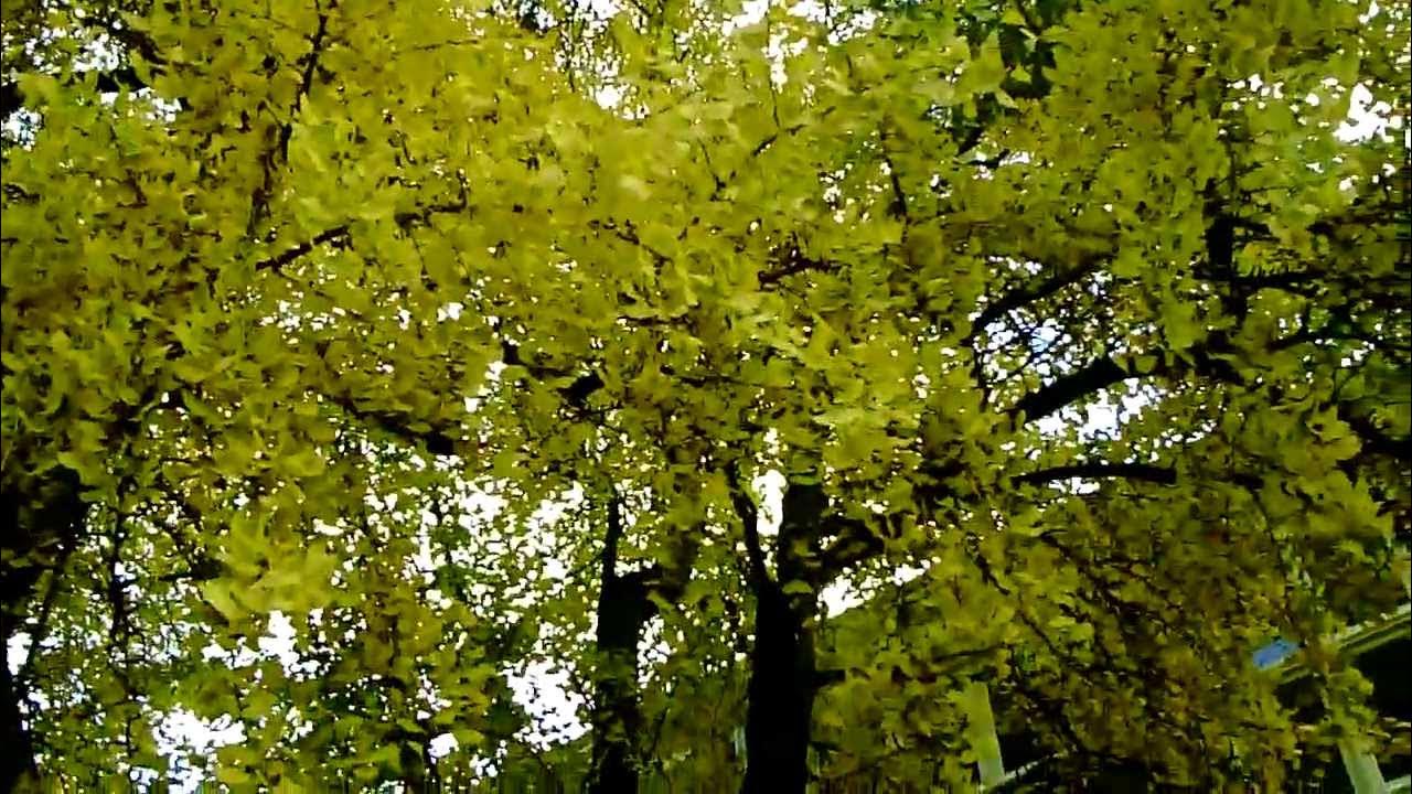 Oldest Ginkgo biloba tree outside Asia, c. 260 years old - YouTube