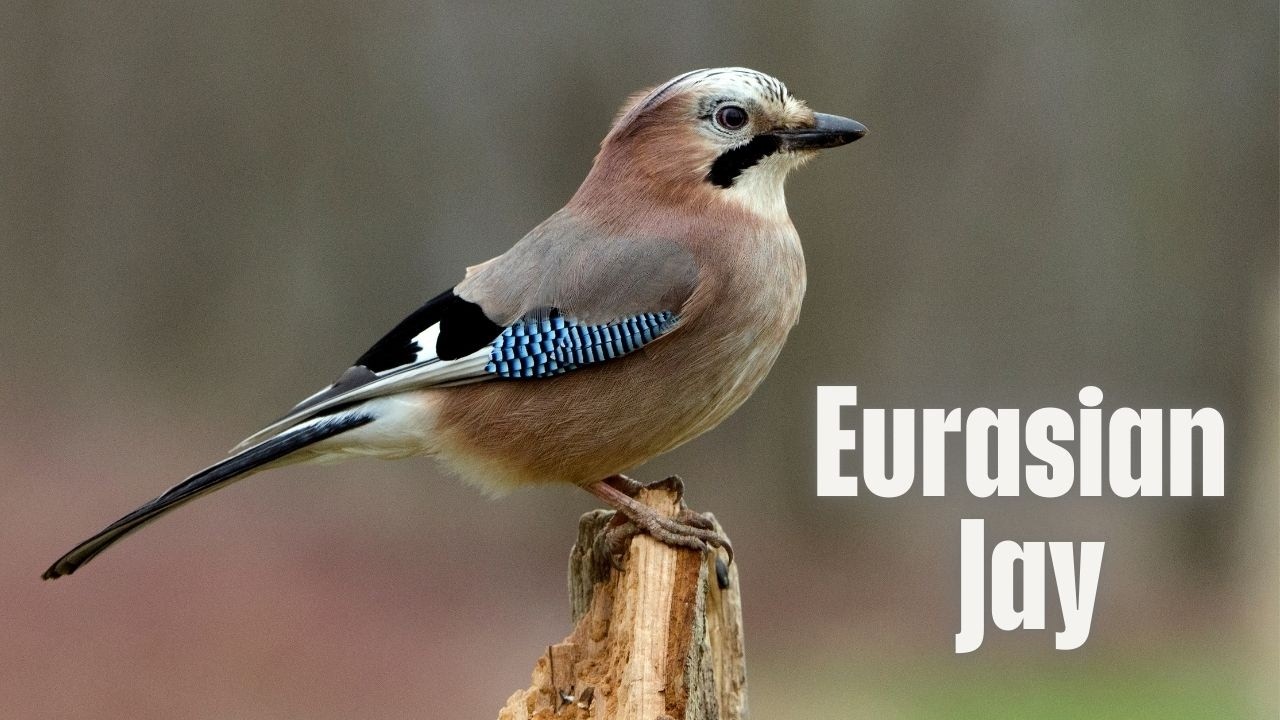 Eurasian Jay Bird Call - Amazing Sounds and Buzzard Imitation! - YouTube