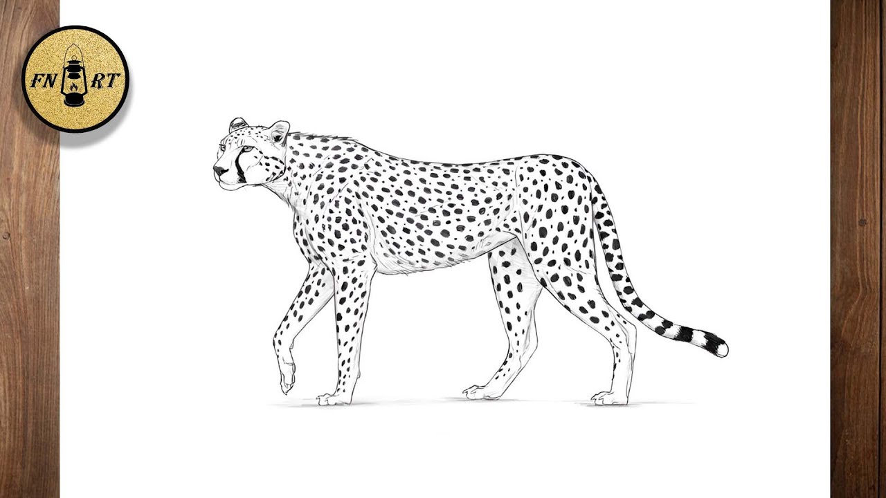 How to draw a cheetah full body easy step by step - YouTube