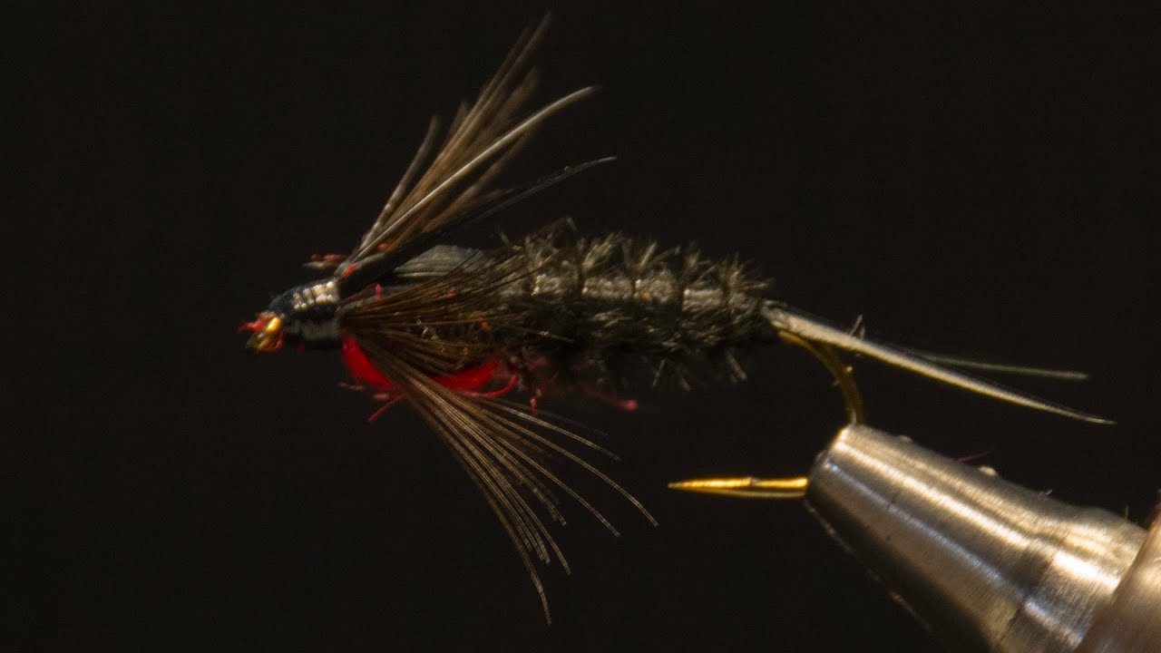 Hellgrammite Nymph - YouTube