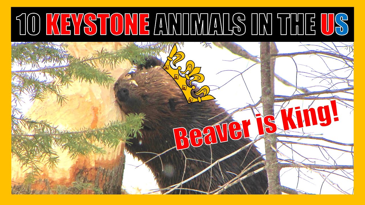 10 Most Important Animals in the US Ecosystem #animals #animalfacts ...