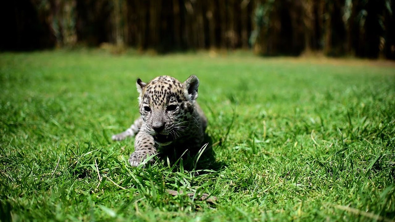 Newborn jaguar cubs draw fans at Mexico wildlife park - YouTube