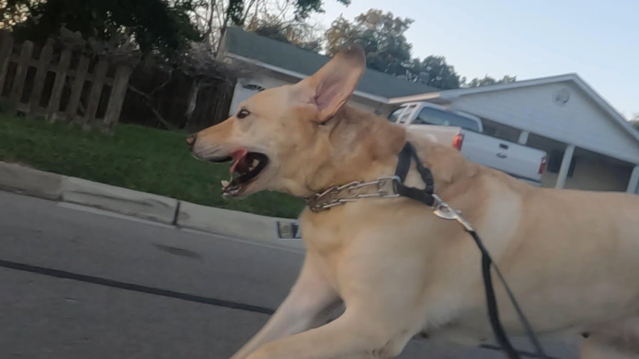 Dog Sprinting is Bliss - Slow Motion - YouTube