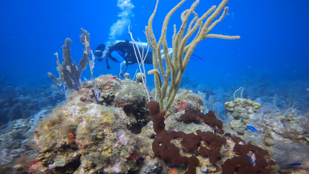 Diving at Angelfish Reef, BVI - YouTube