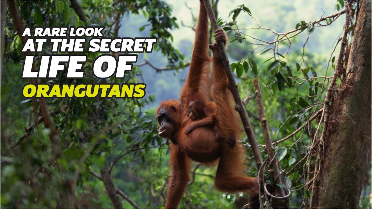 Orangutan Behavior - YouTube