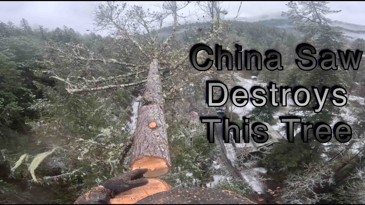 Tree Climber Climbs 175ft Fir Snag In The Snow - YouTube