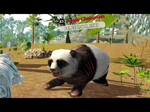 The Tiger - Panda Champion 🏆 - YouTube