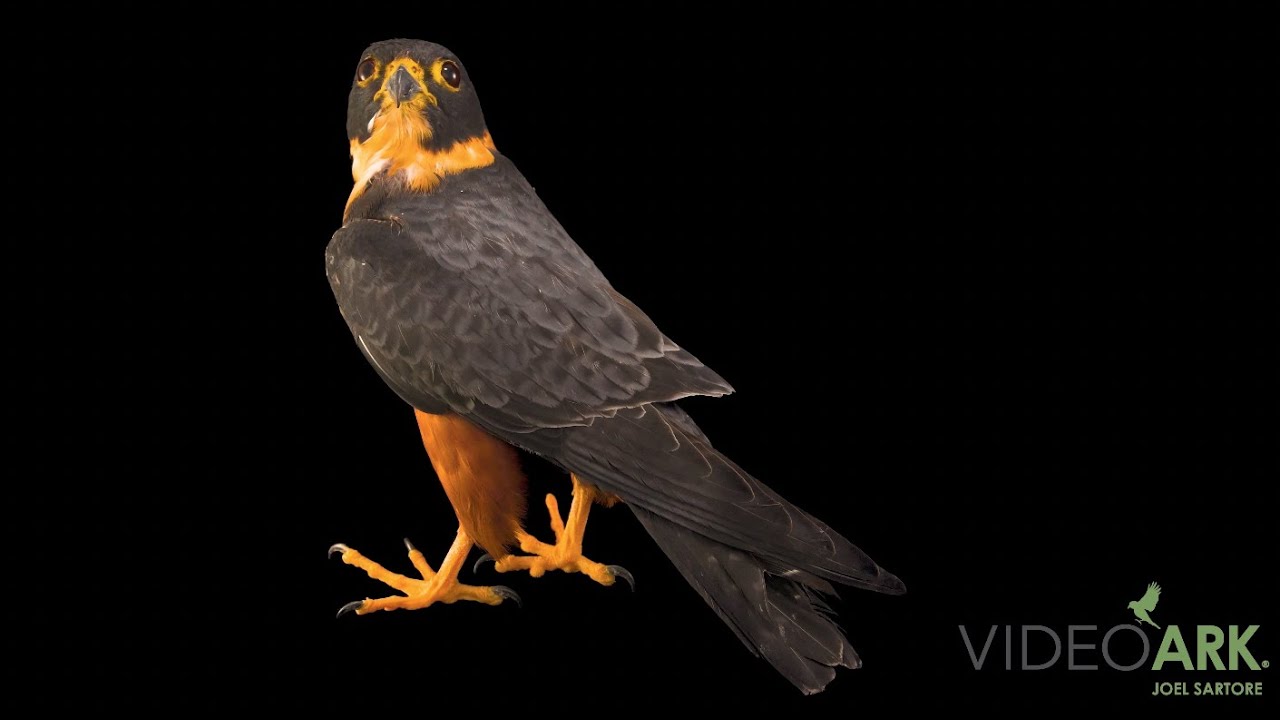 A bat falcon (Falco rufigularis petoensis) at Toucan Rescue Ranch in ...