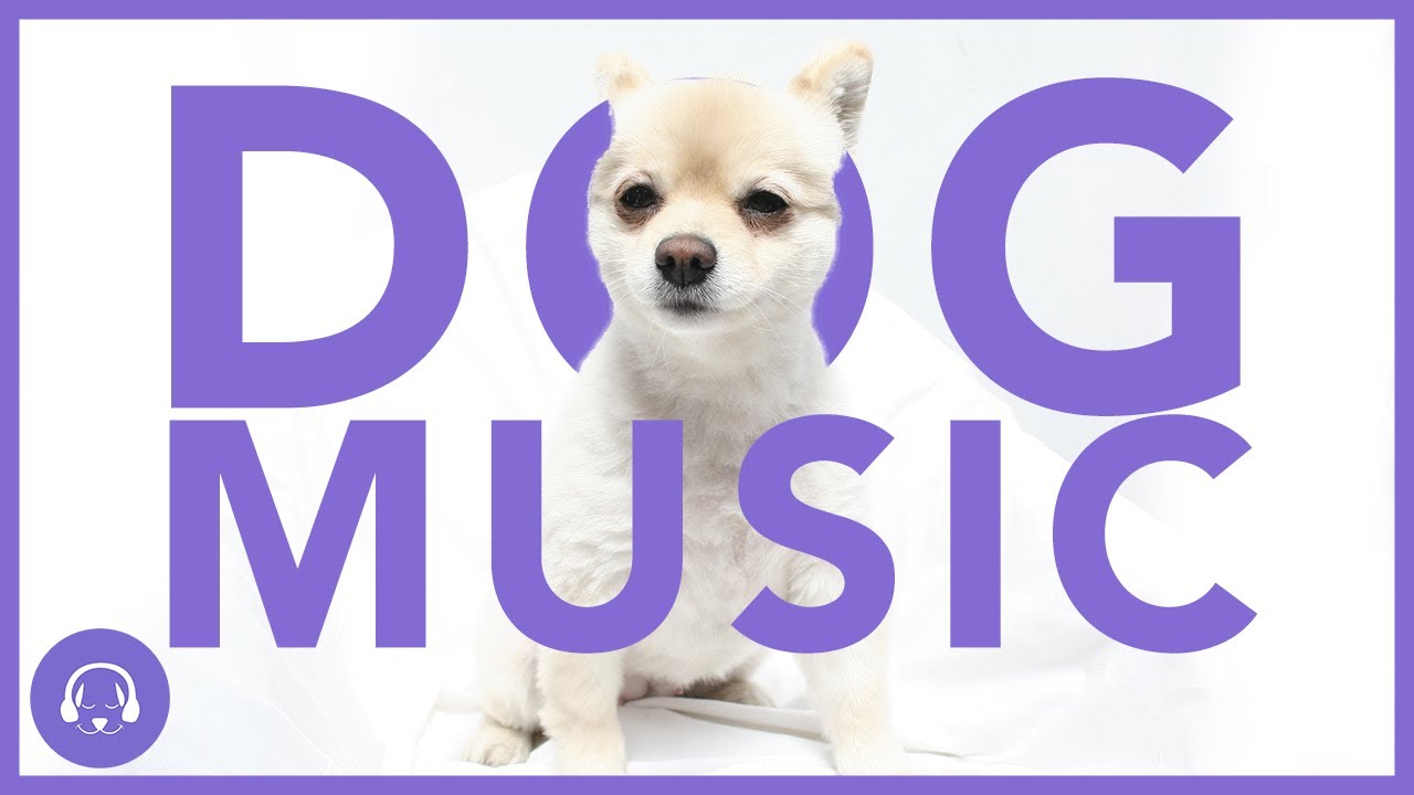 Dog Music: Deeply Soothing and Calming Playlist for Dogs! - YouTube
