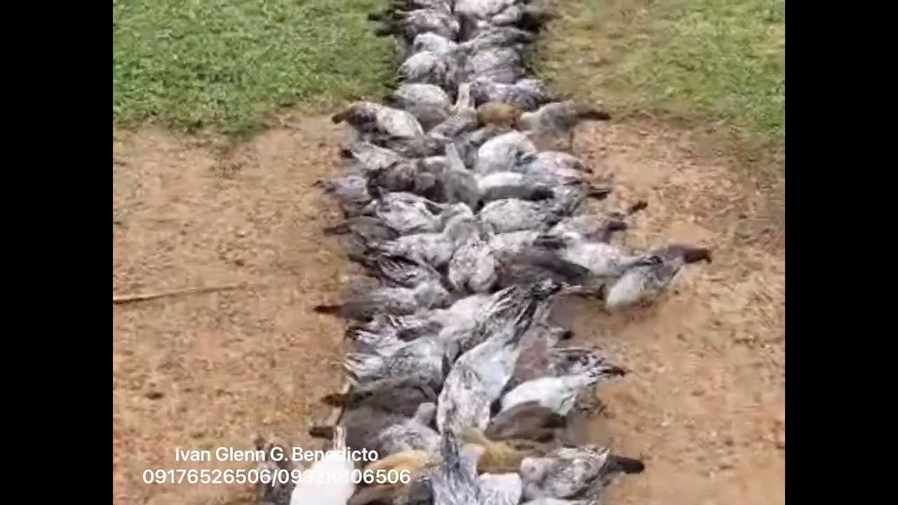 KANAWAYON COUNTRY (Ironcock Gamefarm) - YouTube