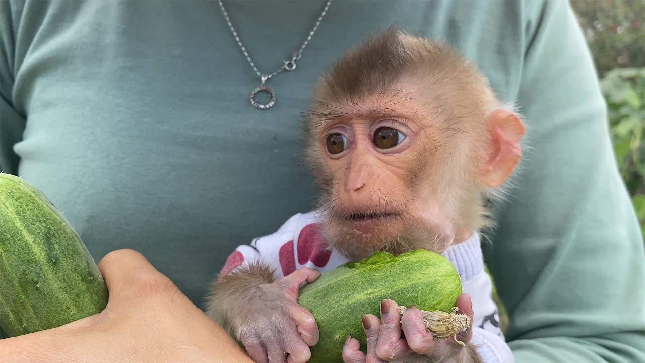Princess ZIM went to pick vegetables for lunch with her mother | Monkey ...