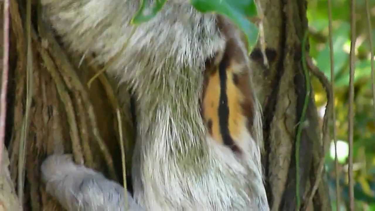 the sloth - YouTube
