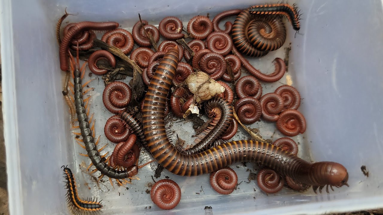 I Met a Giant Desert Centipede!! Catch Poisonous Bugs, Giant Millipede ...