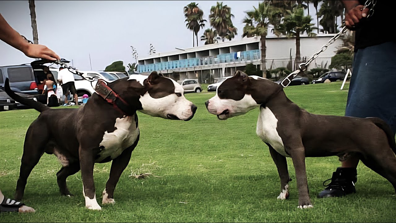 EXCLUSIVE INTERVIEW - BLUE LINE KENNELS - THE WEST COAST AMERICAN BULLY ...