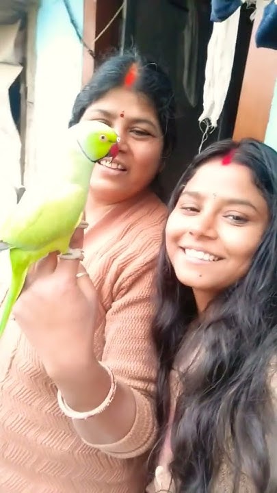 Kissing parrot me😍😍 #bolnewalaparrot #ytshorts #funny #cutebird #talkingparrot - YouTube