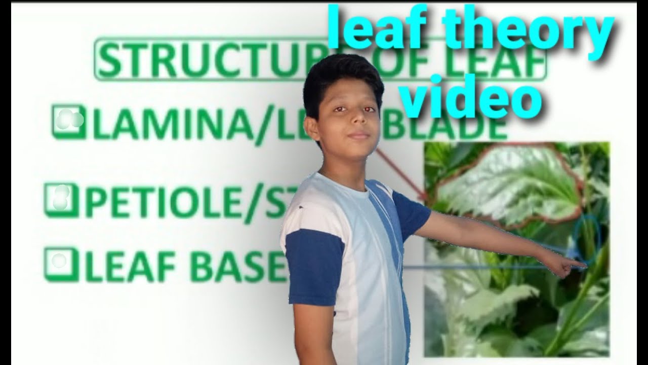 STRUCTURE OF LEAF THEORY CLASS#SCIENCE#SRIJAN ICSE BIO CLASS 6 CH1# ...