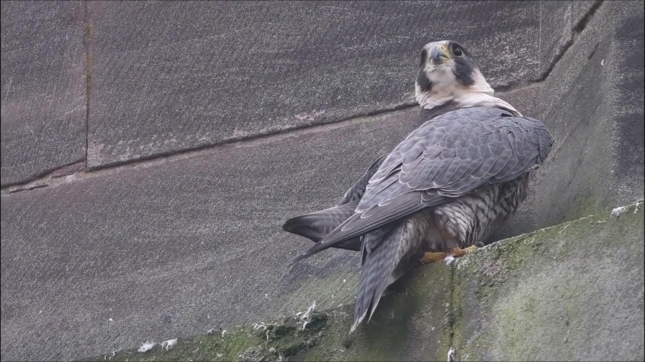2 Peregrines at St Giles, Newcastle - YouTube