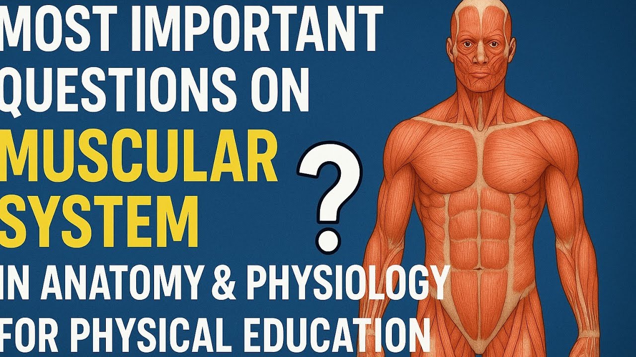 Most important questions on muscular system (anatomy and physiology ...
