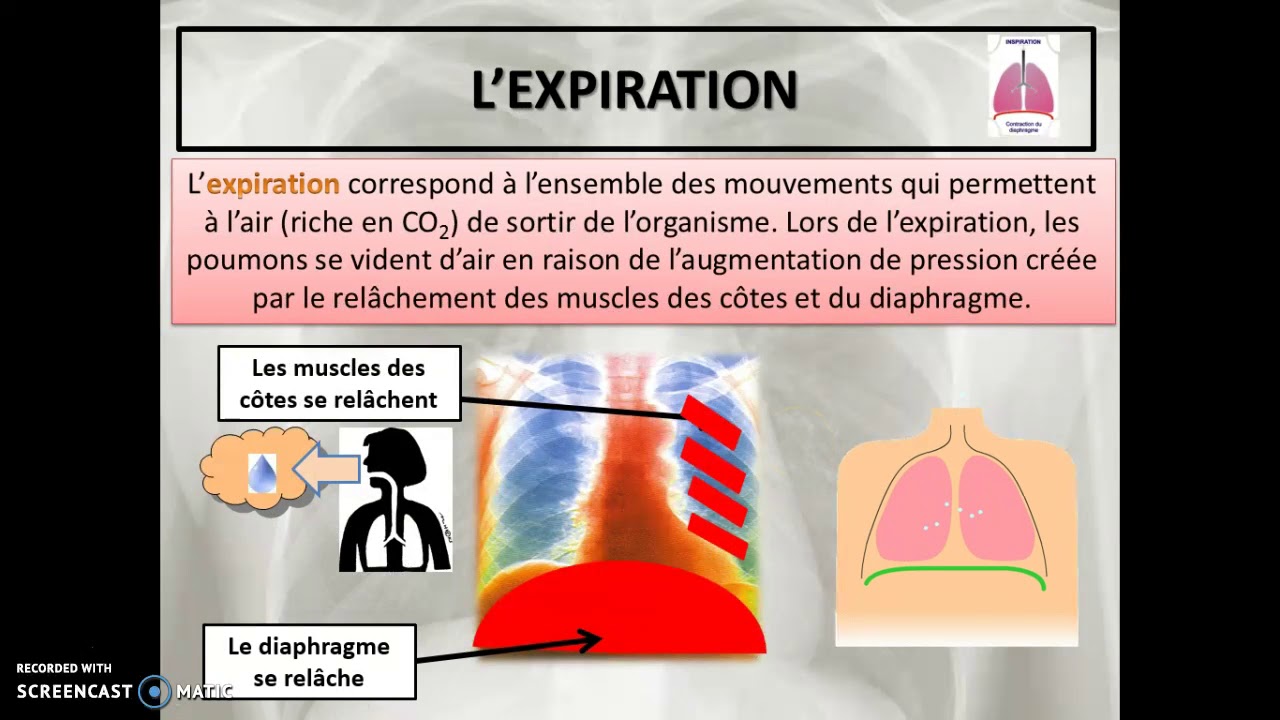 Cours 23 - Les échanges gazeux - YouTube