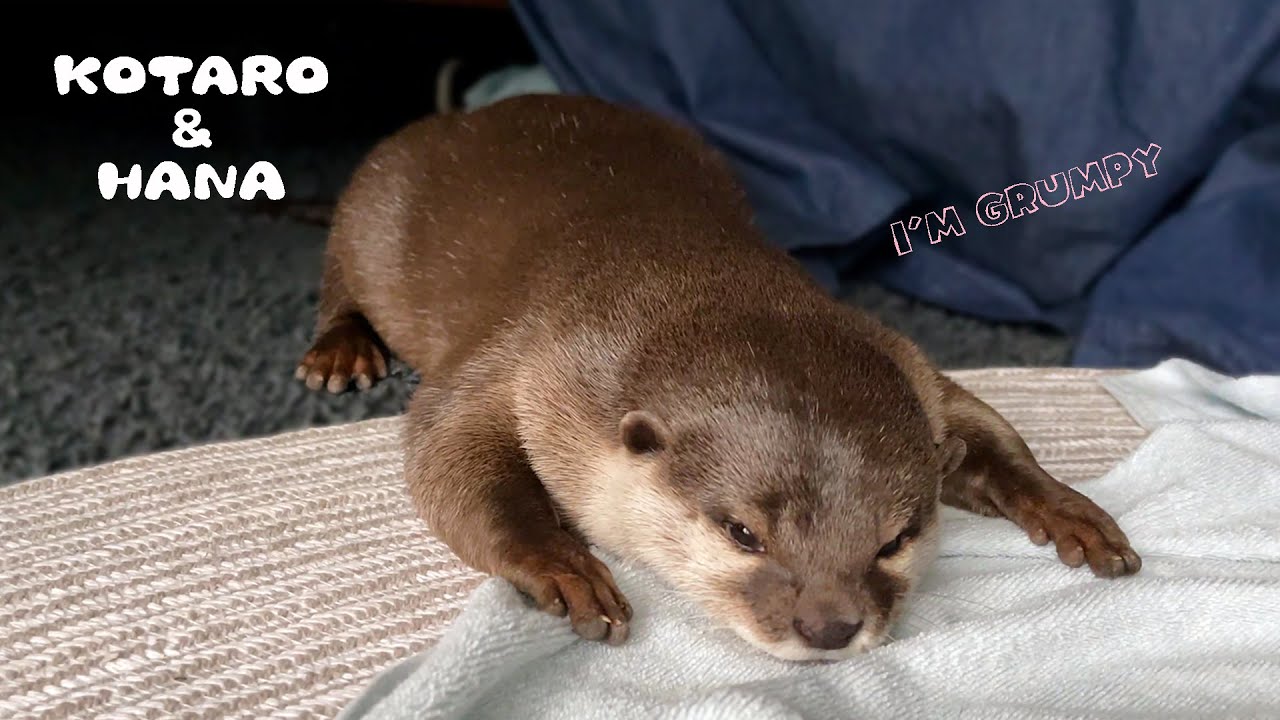 カワウソがベッドですねちゃった理由がかわいい Why Is The Cute Otter Grumpy? - YouTube