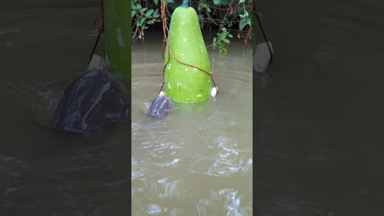 Unbelievable Fishing Technique, big fish catch with gourd bait#fish ...