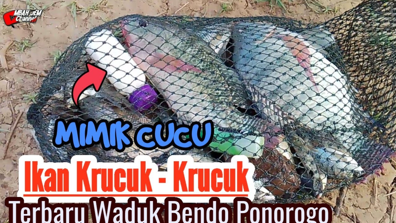 WADUK BENDO TERBARU ||IKAN KRUCUK KRUCUK TOK - YouTube