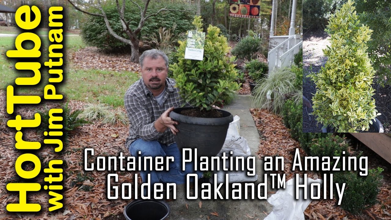 Container Planting an Amazing New Golden Oakland™ Holly - YouTube