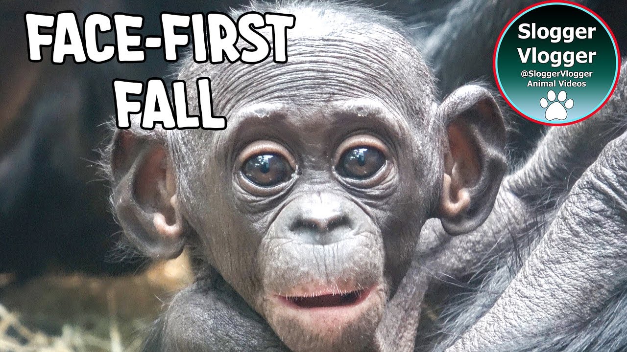 Baby's Face-First Fall Towards Rock - Mum Saves the Day - YouTube