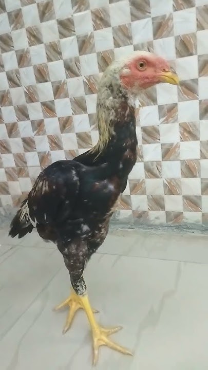 Java patta 🔥#viral #chicken #murugantemple - YouTube