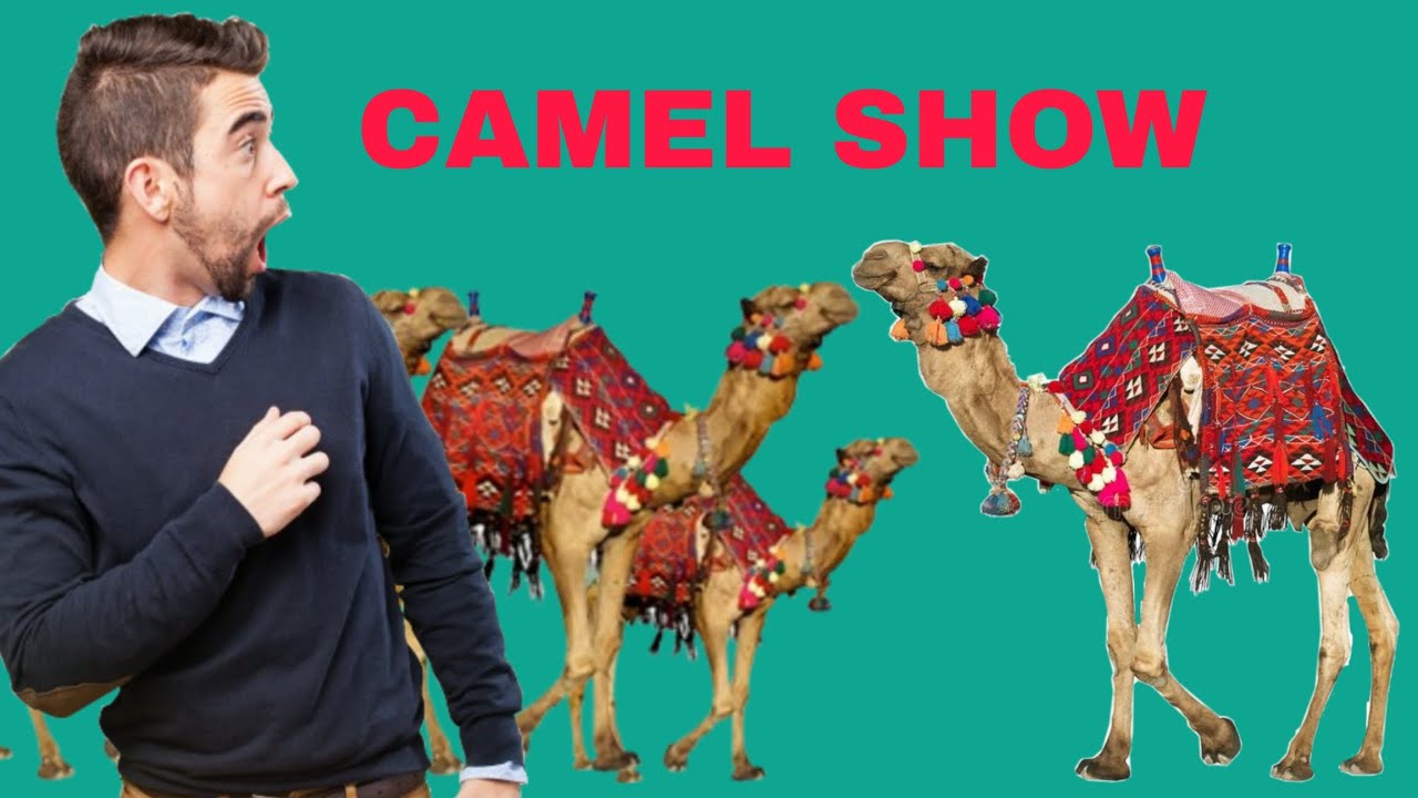 Best Camel show : program in our camp🫂🫂🫂 - YouTube