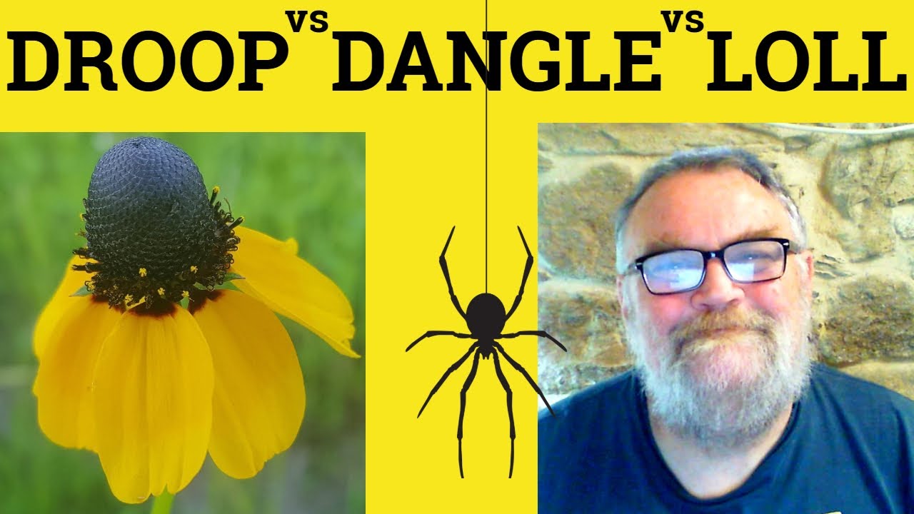 😎Droop vs Dangle vs Loll Meaning - Droop Definition - Dangle Defined ...