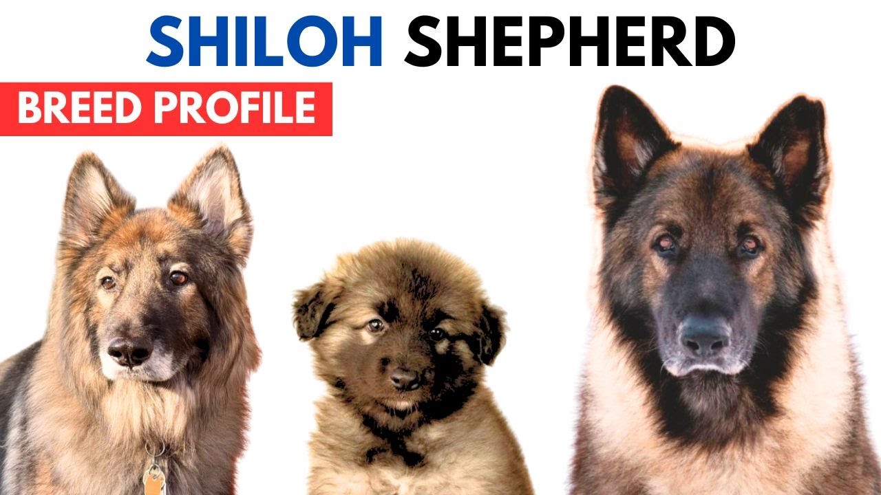 Shiloh Shepherd Breed Profile History - Price - Traits - Shiloh ...