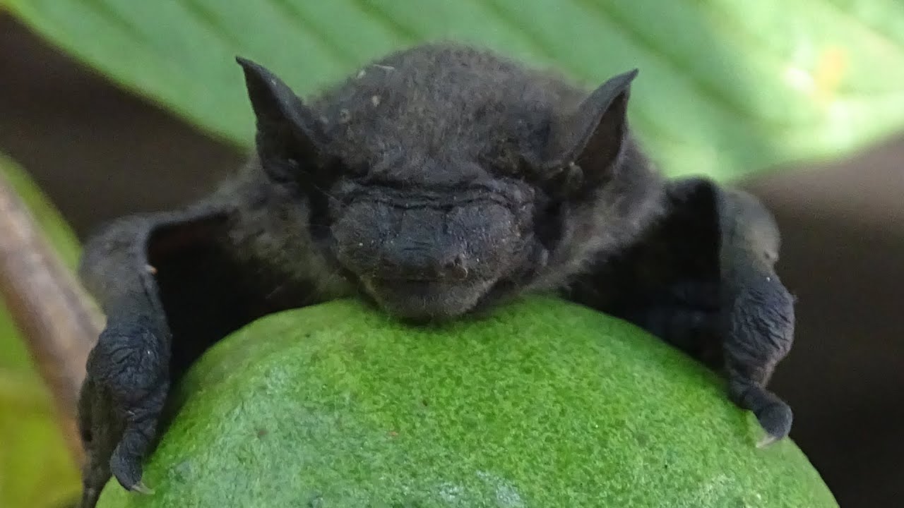 A Variety Face Shape of Bat - YouTube