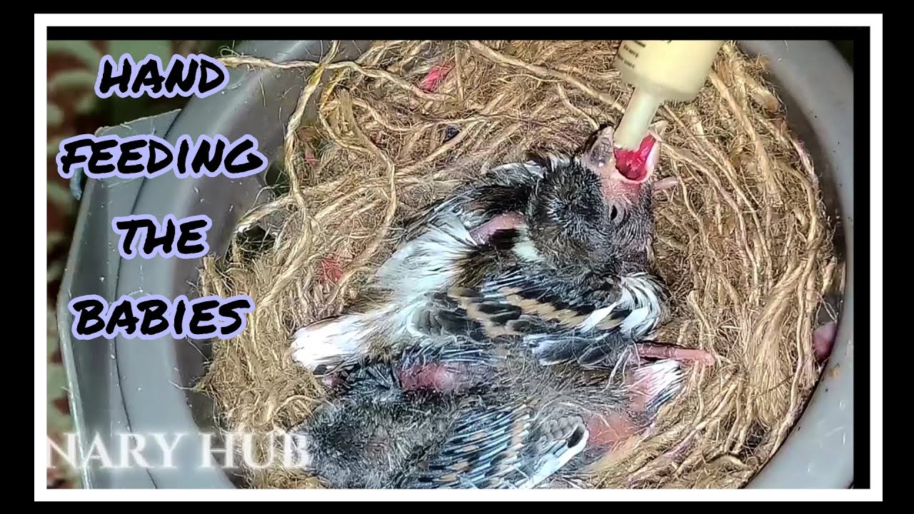 Hand feeding baby canaries #canaryhub #quetta #canary crested and ...