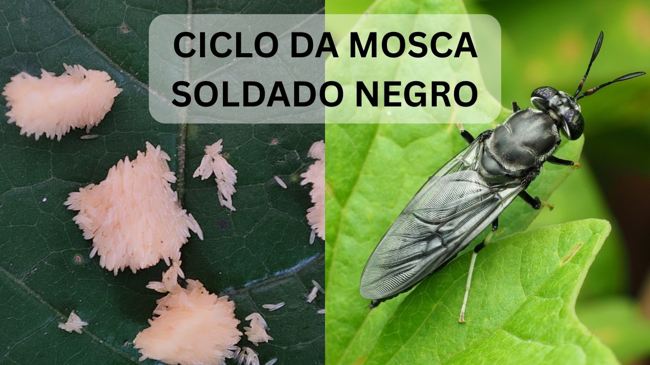 Mosca Soldado Negro De OVOS a Mosca adulta: O CICLO completo - YouTube