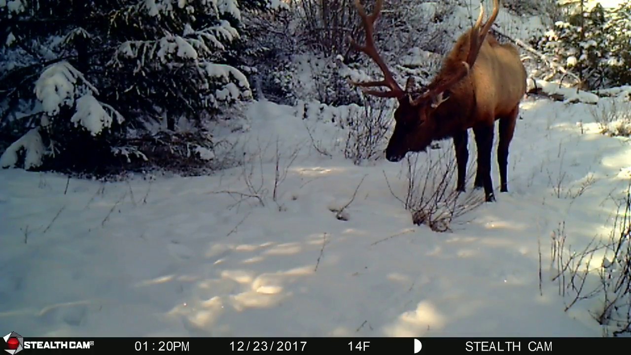 6x6 Bull Elk browsing in Western Montana - YouTube
