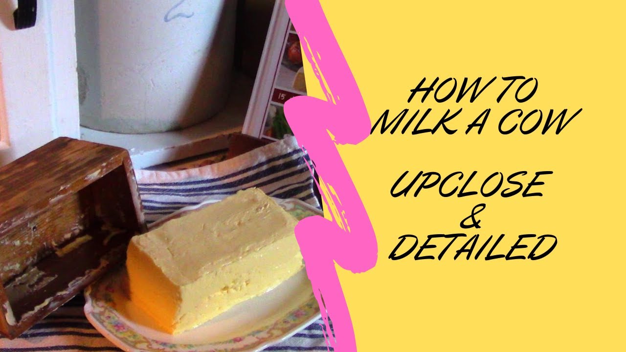 How to hand milk a cow #2-From the udder to the butter! - YouTube