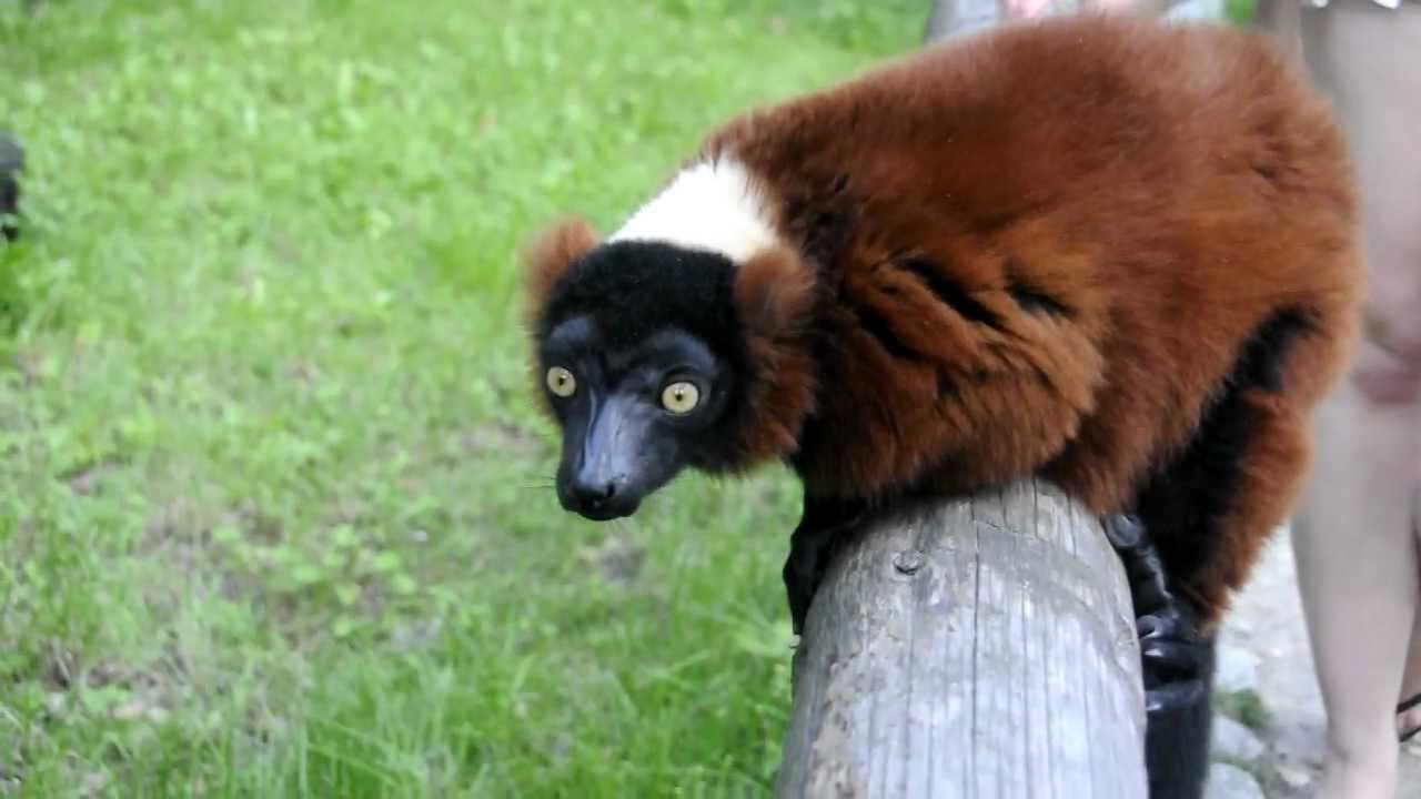 Zoo Wrocław - Lemur wari rudy - YouTube