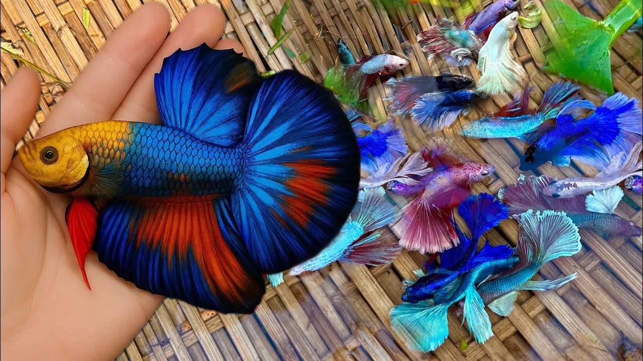 Great Catch Baby Betta Fish Crowntail, Dumbo Ear, Dragon Scale, Galaxy ...